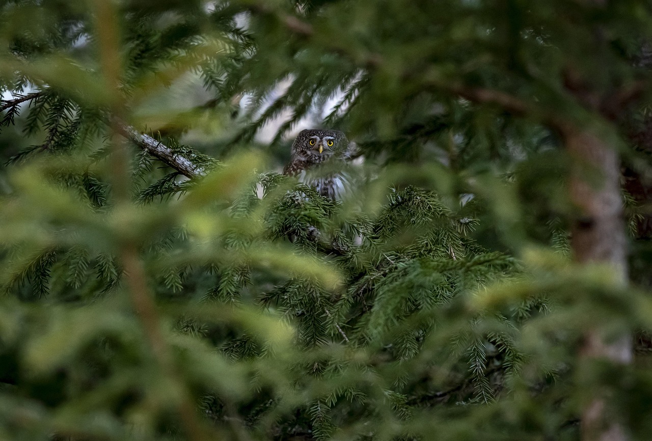 Eurasian Pygmy Owl Glaucidium - Free photo on Pixabay - Pixabay