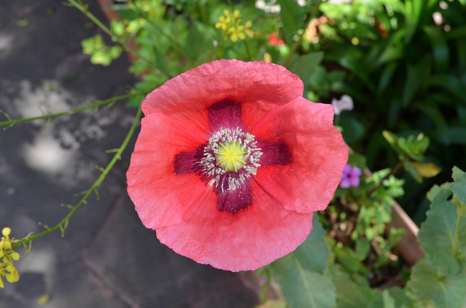 Mohn Schlaf-Und Blume - Kostenloses Foto auf Pixabay