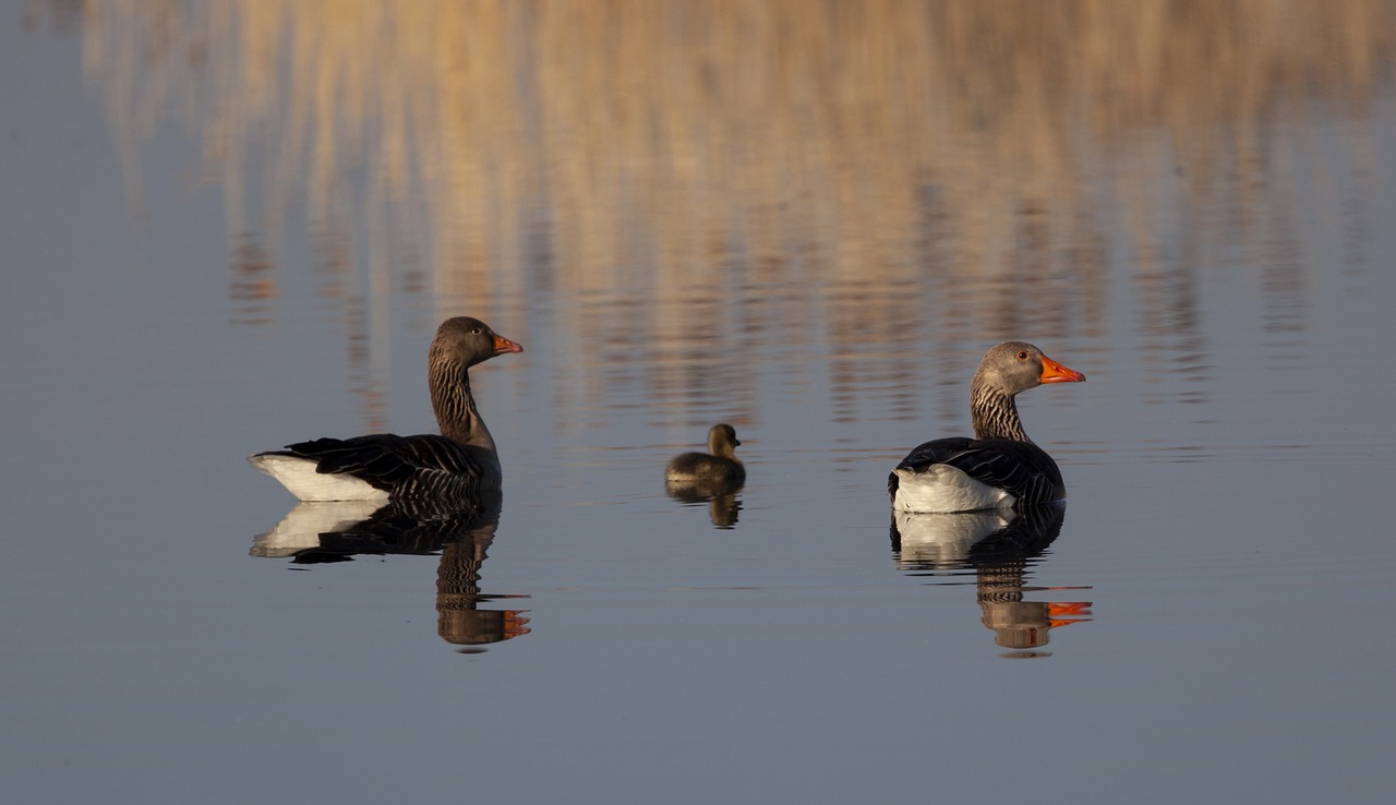 Greylag Goose Graylag Chick Mother - Free photo on Pixabay