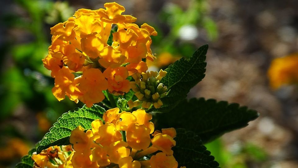Yellow Flowers Nature - Free photo on Pixabay - Pixabay