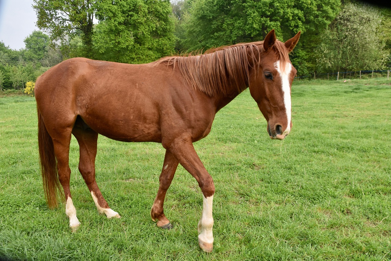 Horse Young Kid - Free photo on Pixabay - Pixabay