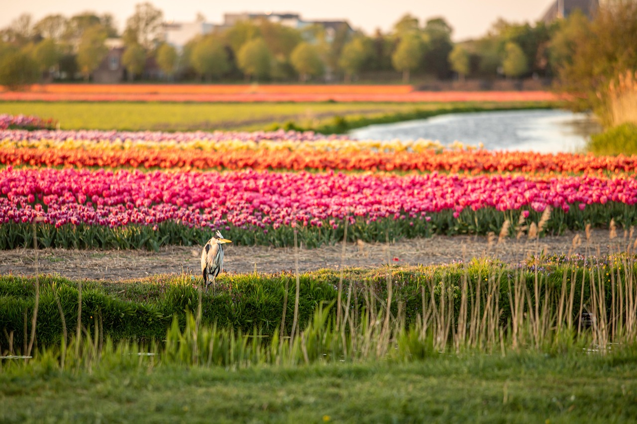 Plus de 40 000 images de Champ De Tulipes et de Tulipes - Pixabay