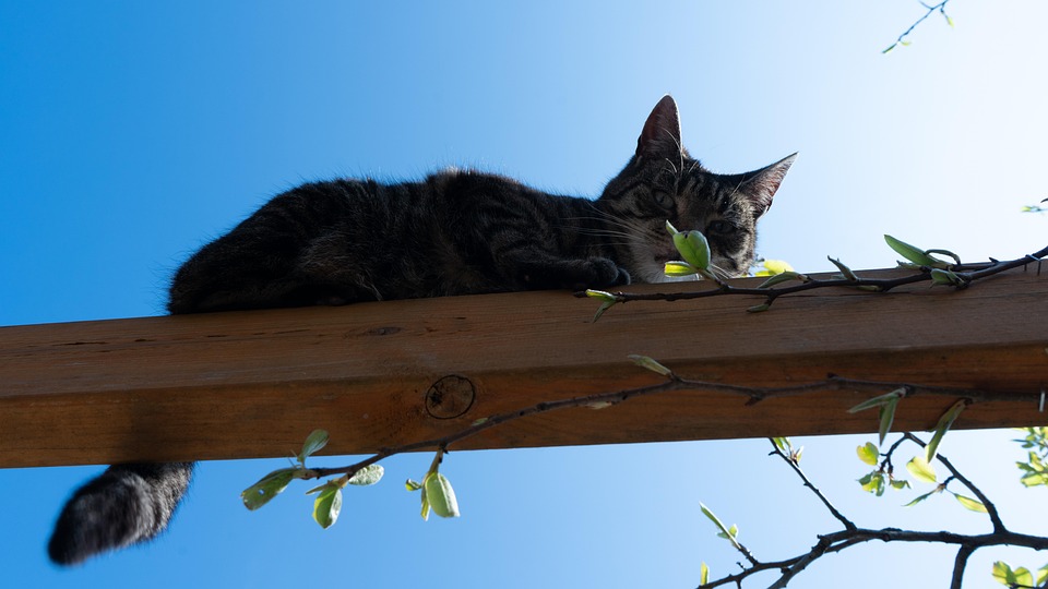 Cat Predator Tiger - Free photo on Pixabay - Pixabay