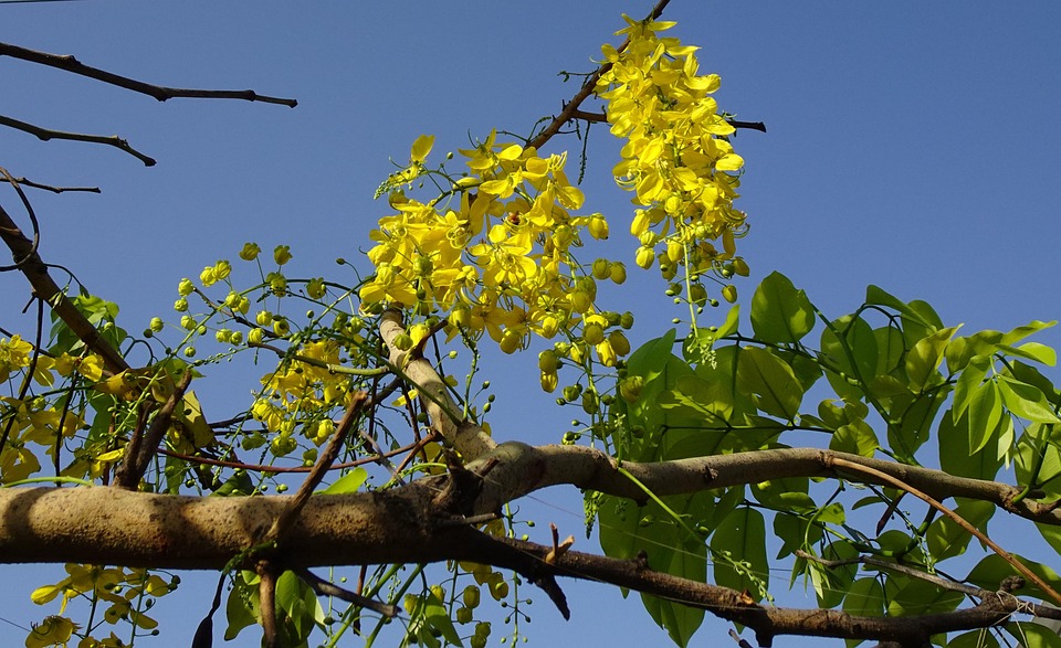 Flower Golden Shower Cassia - Free photo on Pixabay - Pixabay