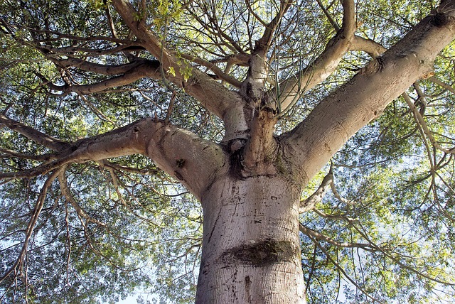 Ceiba Bombacaceae Tree - Free photo on Pixabay