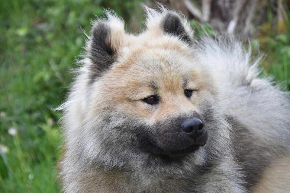 Perro Retrato De - Foto gratis en Pixabay - Pixabay