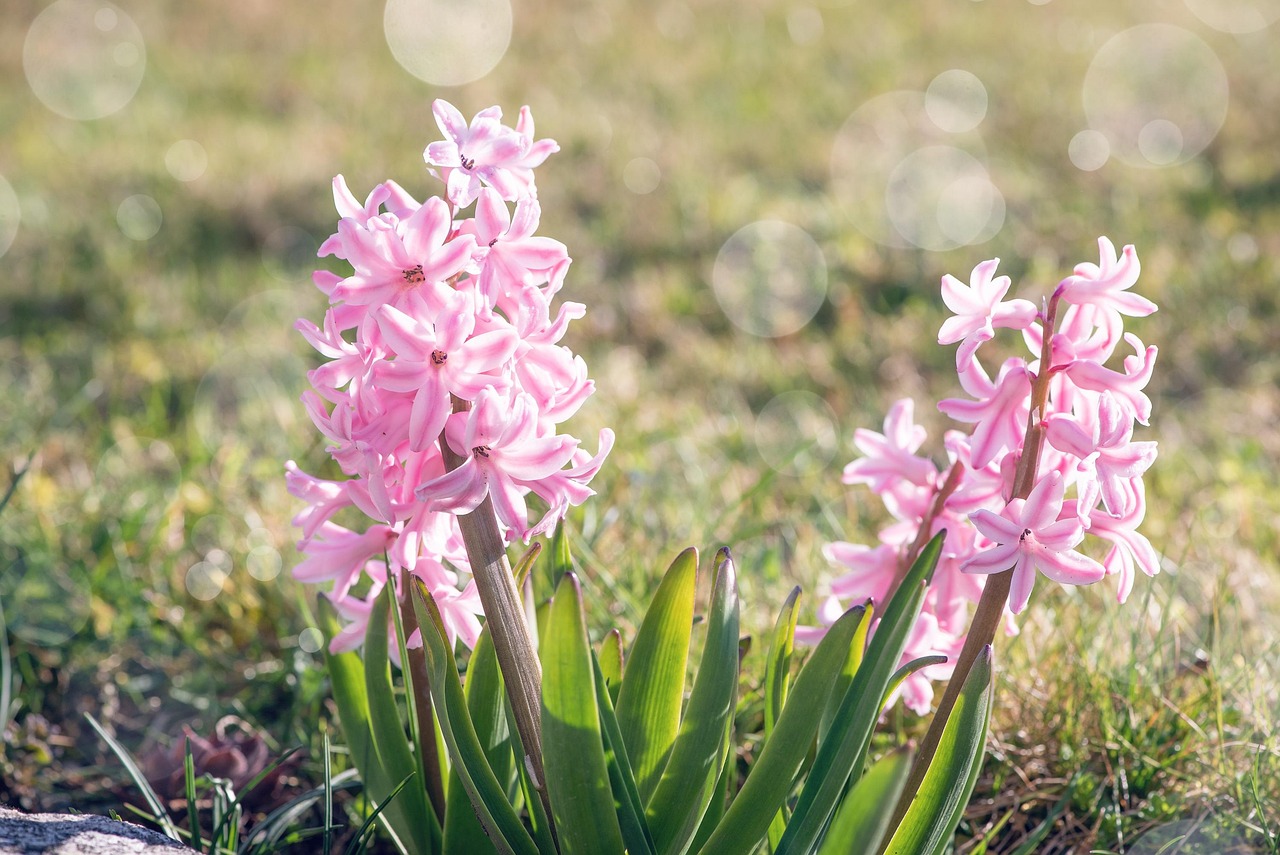 Hyacinths Flower Blossoms - Free photo on Pixabay - Pixabay