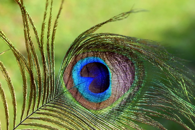Naturaleza Pluma Azul - Foto gratis en Pixabay - Pixabay