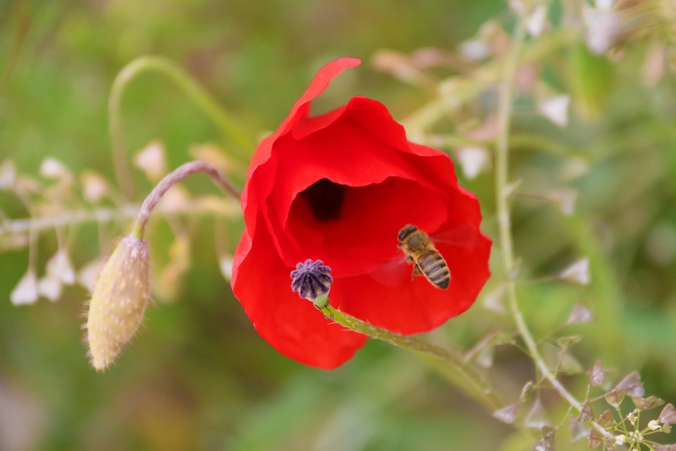 Poppy Flower Red - Free photo on Pixabay