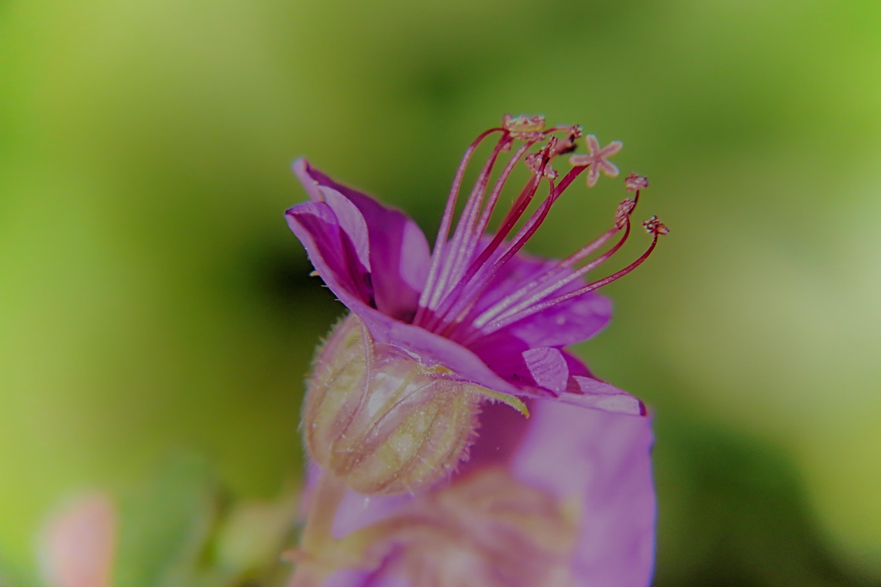 200+ Free Geranium Macro & Geranium Images - Pixabay