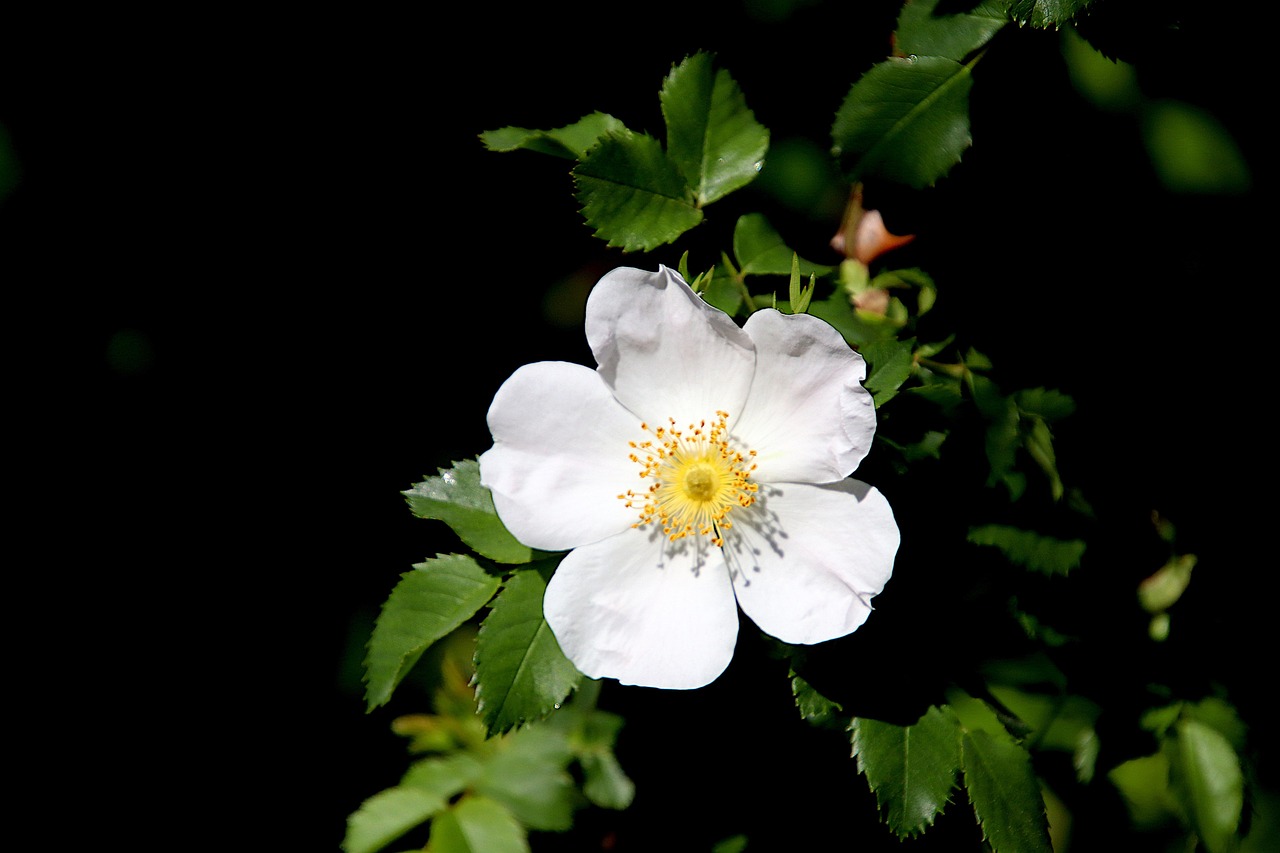 400,000+ Free Simple Flowers & Simple Photos - Pixabay