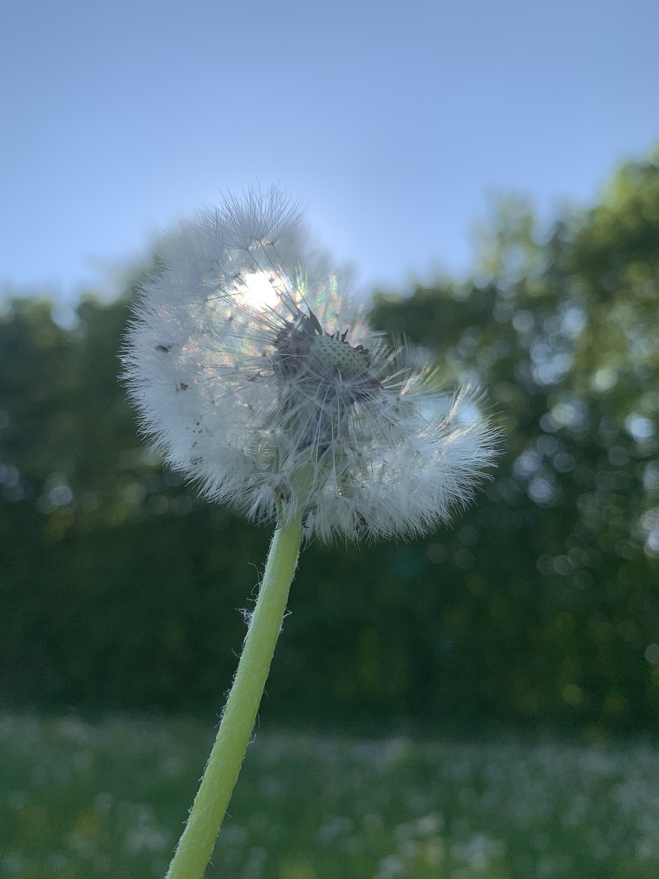 Löwenzahn Frühling Pusteblume - Kostenloses Foto auf Pixabay - Pixabay