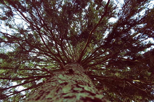 Épicéa Aboyer Nature - Photo gratuite sur Pixabay - Pixabay
