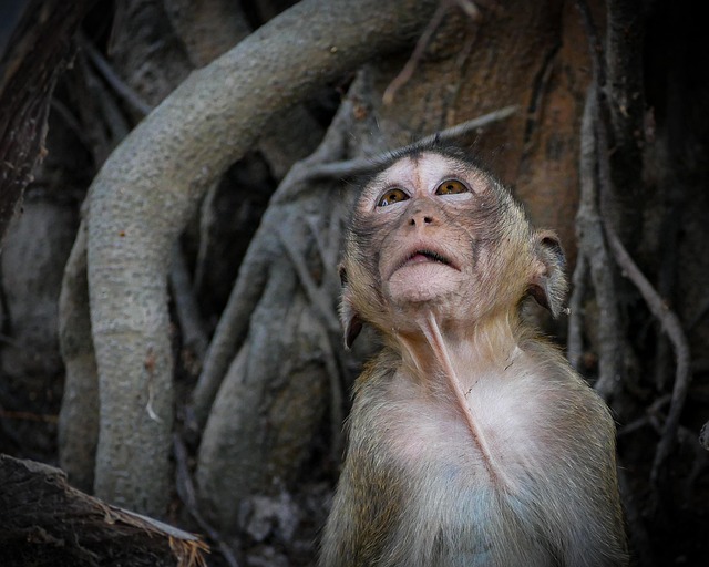 Animal Asia Baby - Free photo on Pixabay - Pixabay