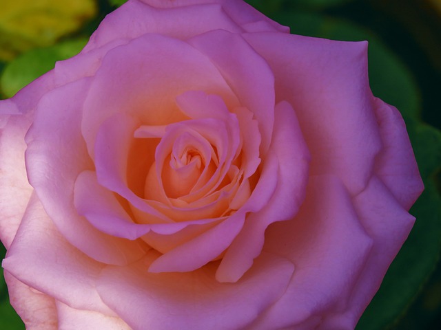 Rose La Nuit Vue De - Photo gratuite sur Pixabay - Pixabay
