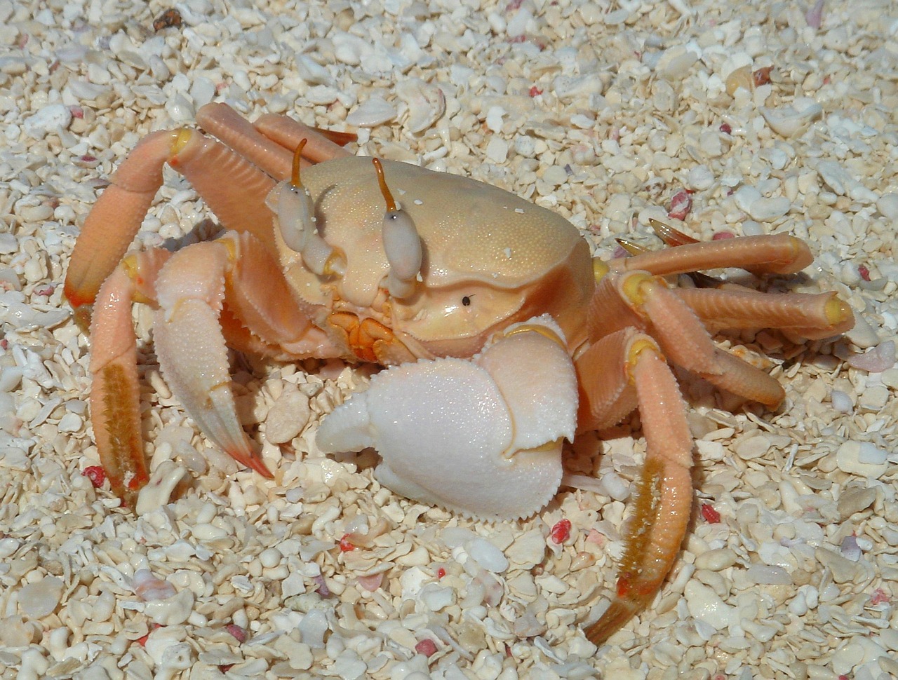 Crabe Plage Nature - Photo gratuite sur Pixabay - Pixabay