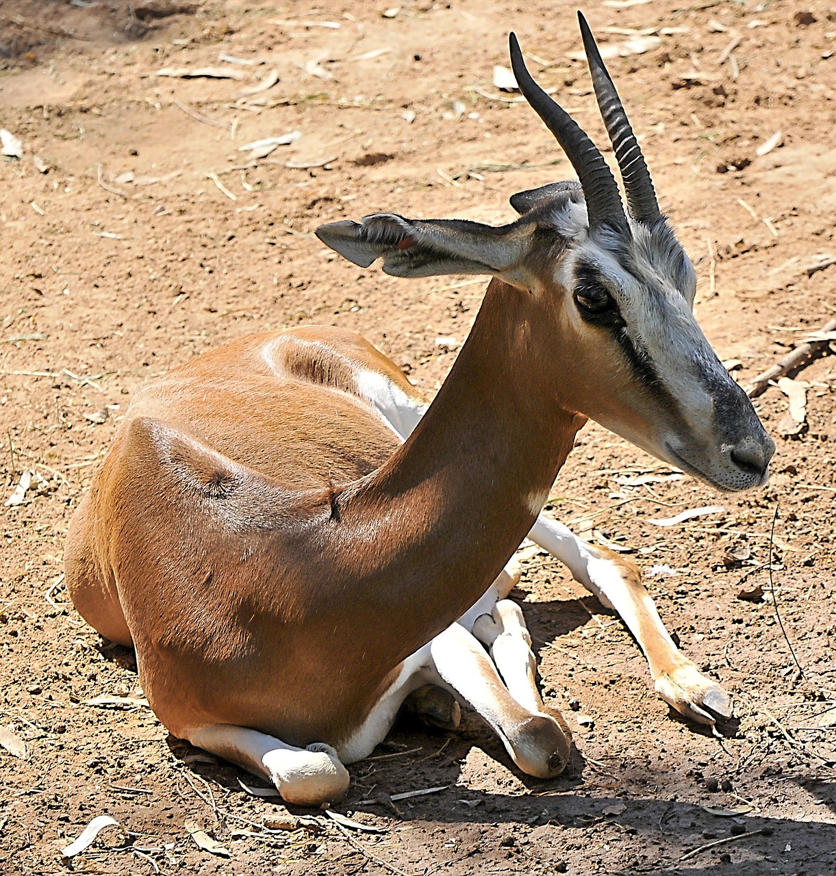 30+ Free Pronghorn & Antelope Images - Pixabay