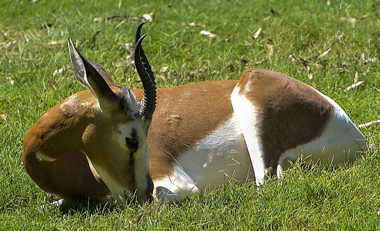 30+ Free Pronghorn & Antelope Images - Pixabay