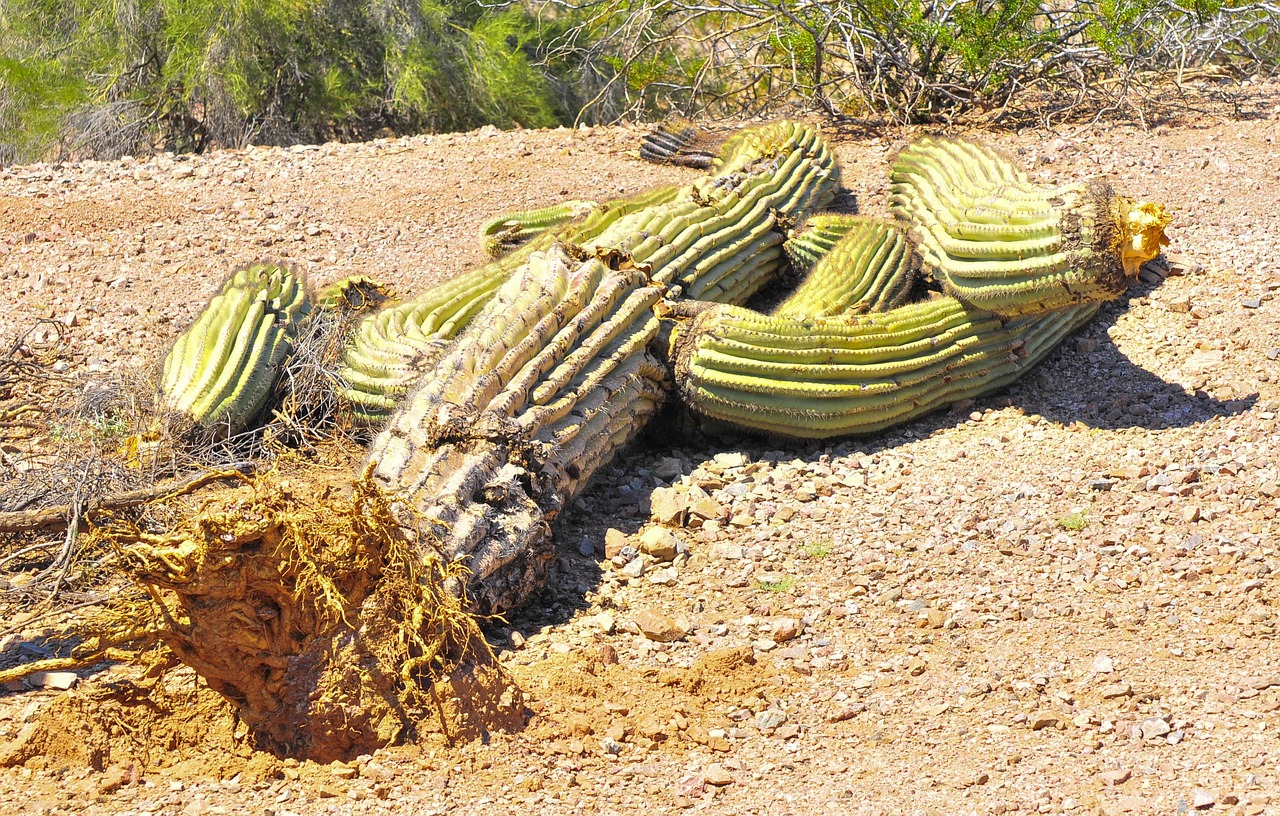 Desierto Cactus Naturaleza - Foto gratis en Pixabay - Pixabay