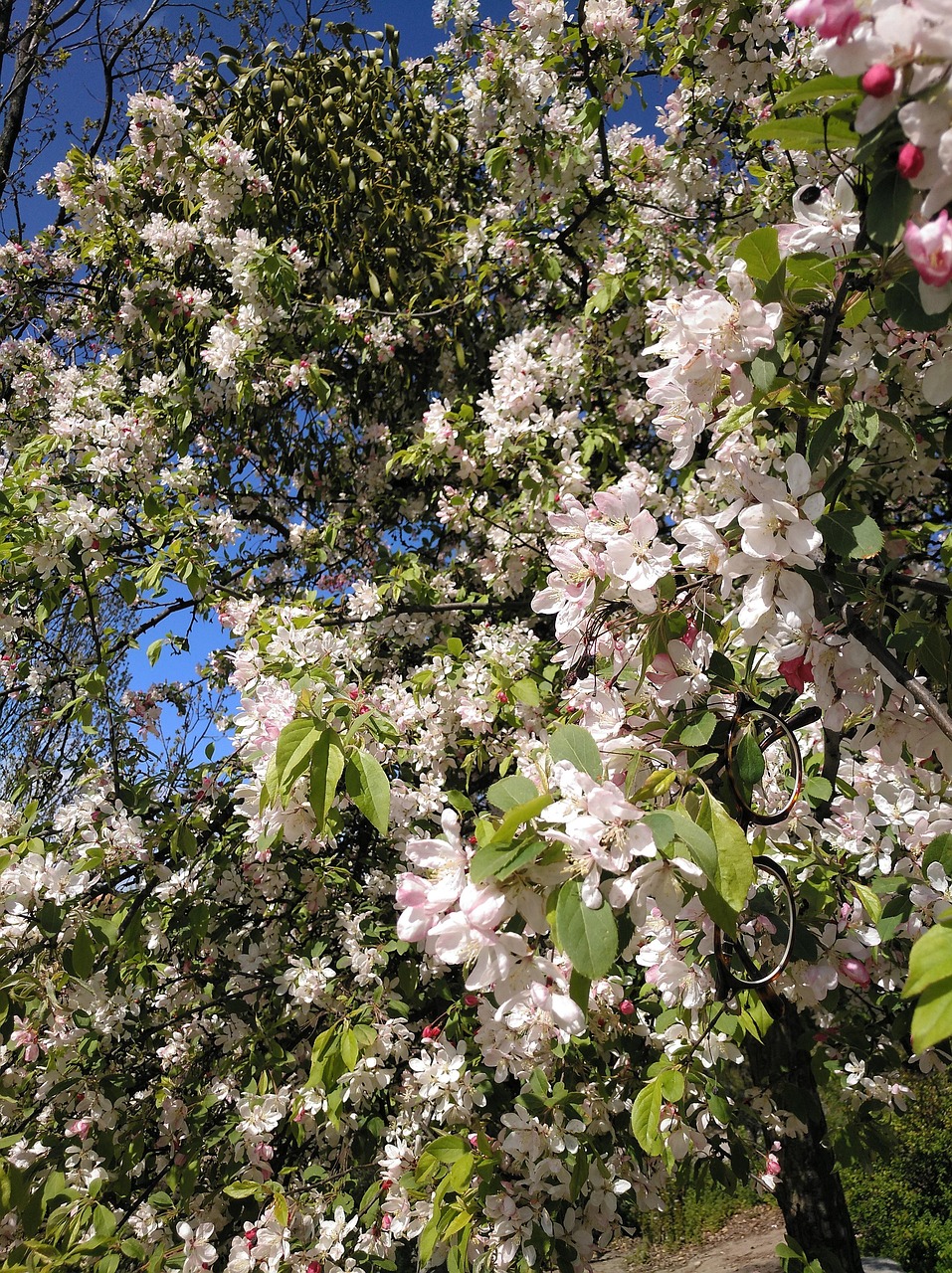 Blossoms Spring Tree - Free photo on Pixabay - Pixabay