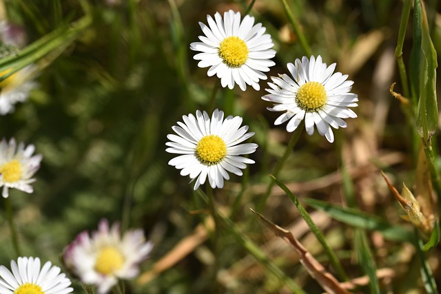 Flor Prado Primavera - Foto gratuita no Pixabay - Pixabay