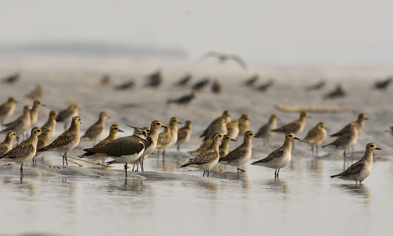 Group Of Birds Golden Plover - Free photo on Pixabay - Pixabay