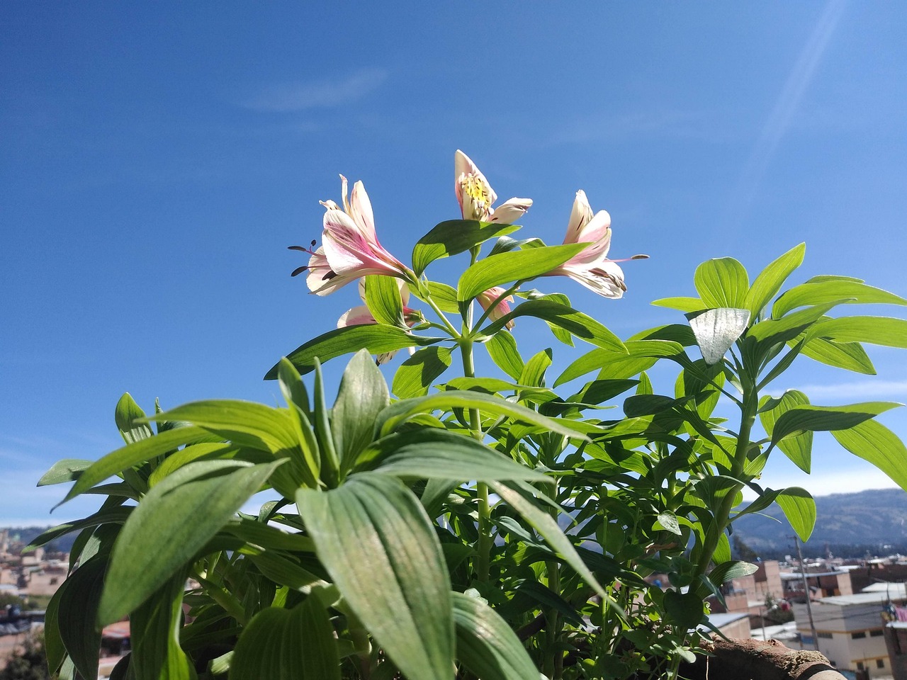 Flor Rosada Blanca Hermosa - Foto gratis en Pixabay - Pixabay