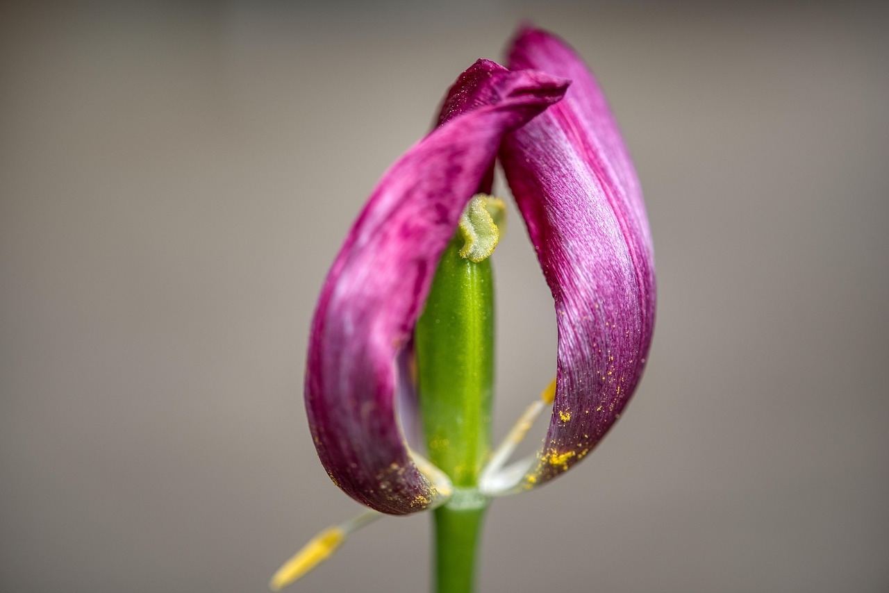 Bunga Tulp Mekar Pudar Kepala - Foto gratis di Pixabay - Pixabay