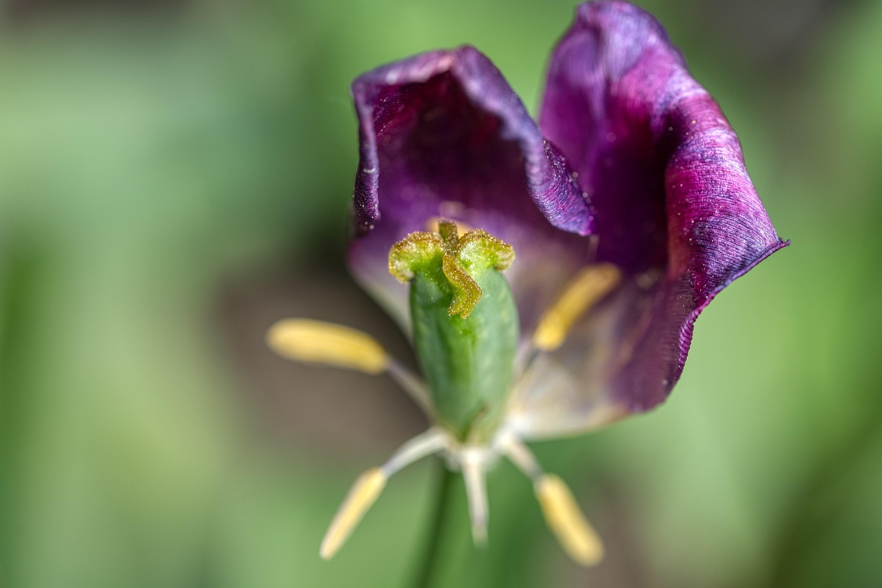Tulip Blossom Bloom - Free photo on Pixabay