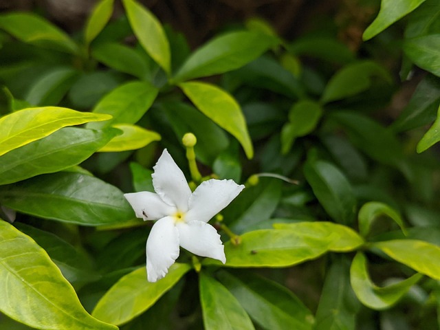 Flor Verde Branco - Foto gratuita no Pixabay - Pixabay