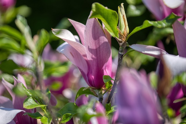 Yulania Magnoliaceae - Kostenloses Foto auf Pixabay - Pixabay