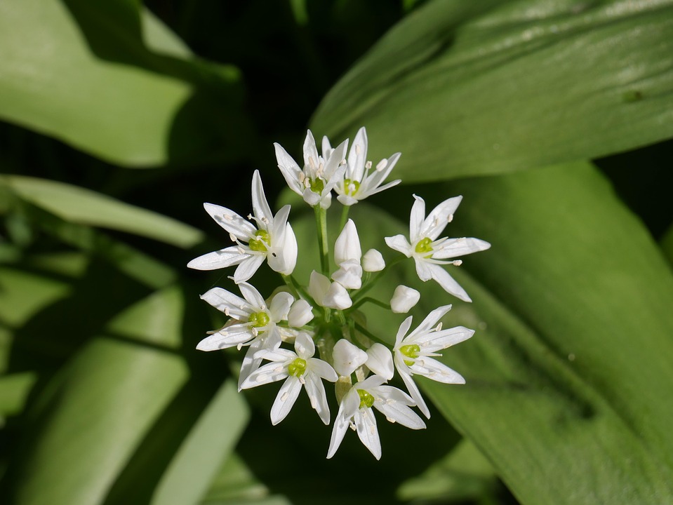 Wild Garlic Blossom Bloom - Free photo on Pixabay - Pixabay