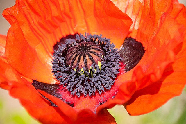 Poppy Red Blossom - Free photo on Pixabay