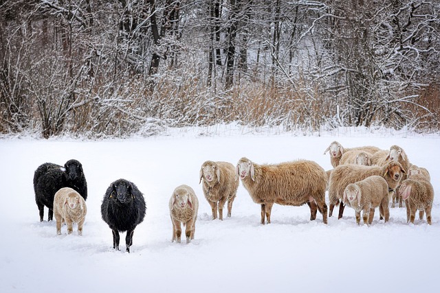 200+ Free Winter+Sheep & Sheep Photos - Pixabay