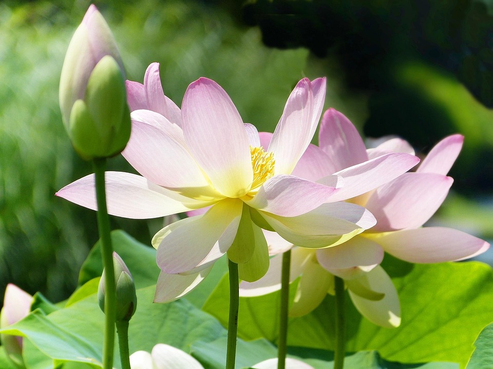 Lotus Çiçeği Yaprakları - Pixabay'de ücretsiz fotoğraf - Pixabay