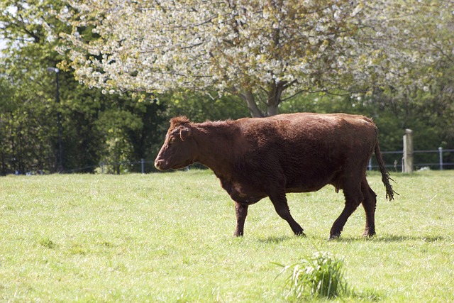 Vache Sur Le Terrain Bovins - Photo gratuite sur Pixabay - Pixabay