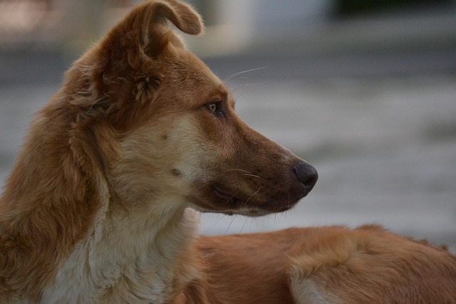 20 000+ kostnadsfria bilder med Profil Hund och Djur - Pixabay
