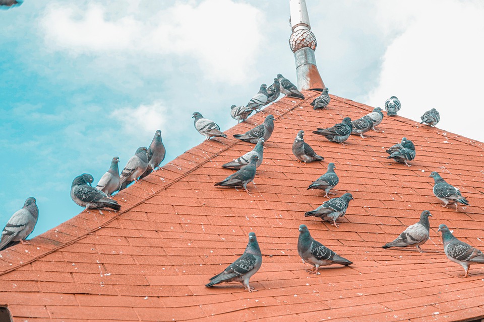 Pigeons Toit Texas Des - Photo gratuite sur Pixabay - Pixabay