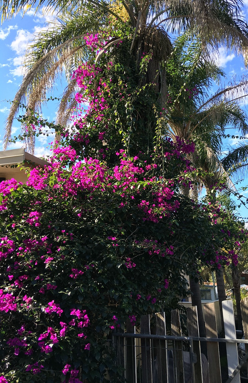 Bougainvillea Înflorire Palmier - Fotografie gratuită pe Pixabay - Pixabay
