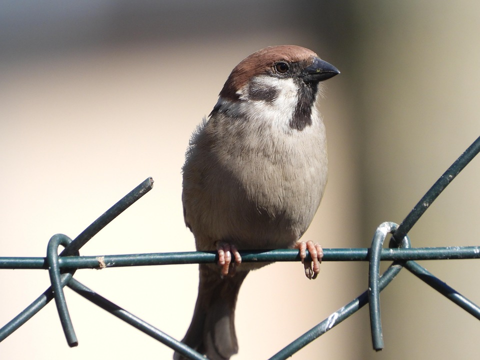 Sparrow You Wróblowa Bird Little - Free photo on Pixabay