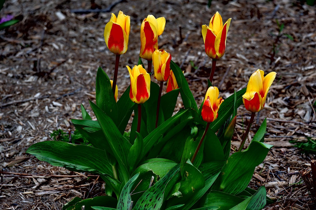 Flowers Tulips Two-Tone - Free photo on Pixabay - Pixabay