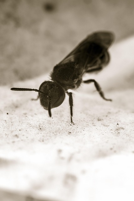 Guêpe Mucha Ailes - Photo gratuite sur Pixabay - Pixabay