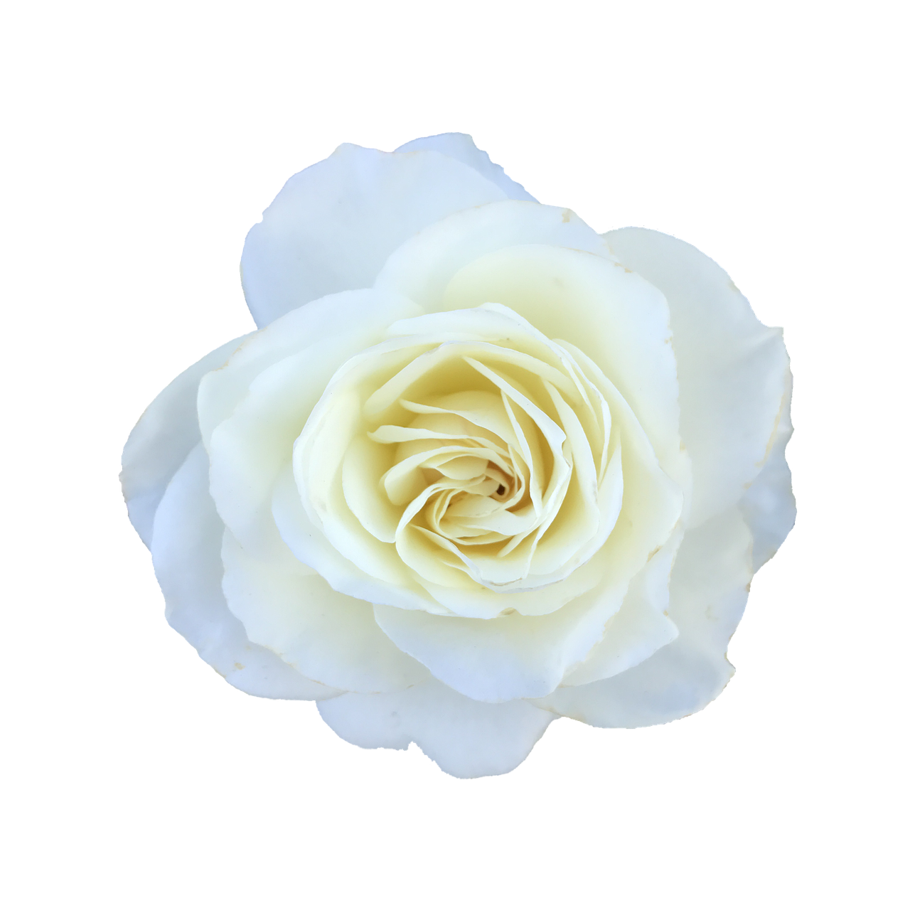 20,000+ Free Transparent Rose & Transparent Images - Pixabay