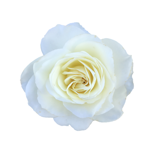 20,000+ Free Transparent Rose & Transparent Images - Pixabay