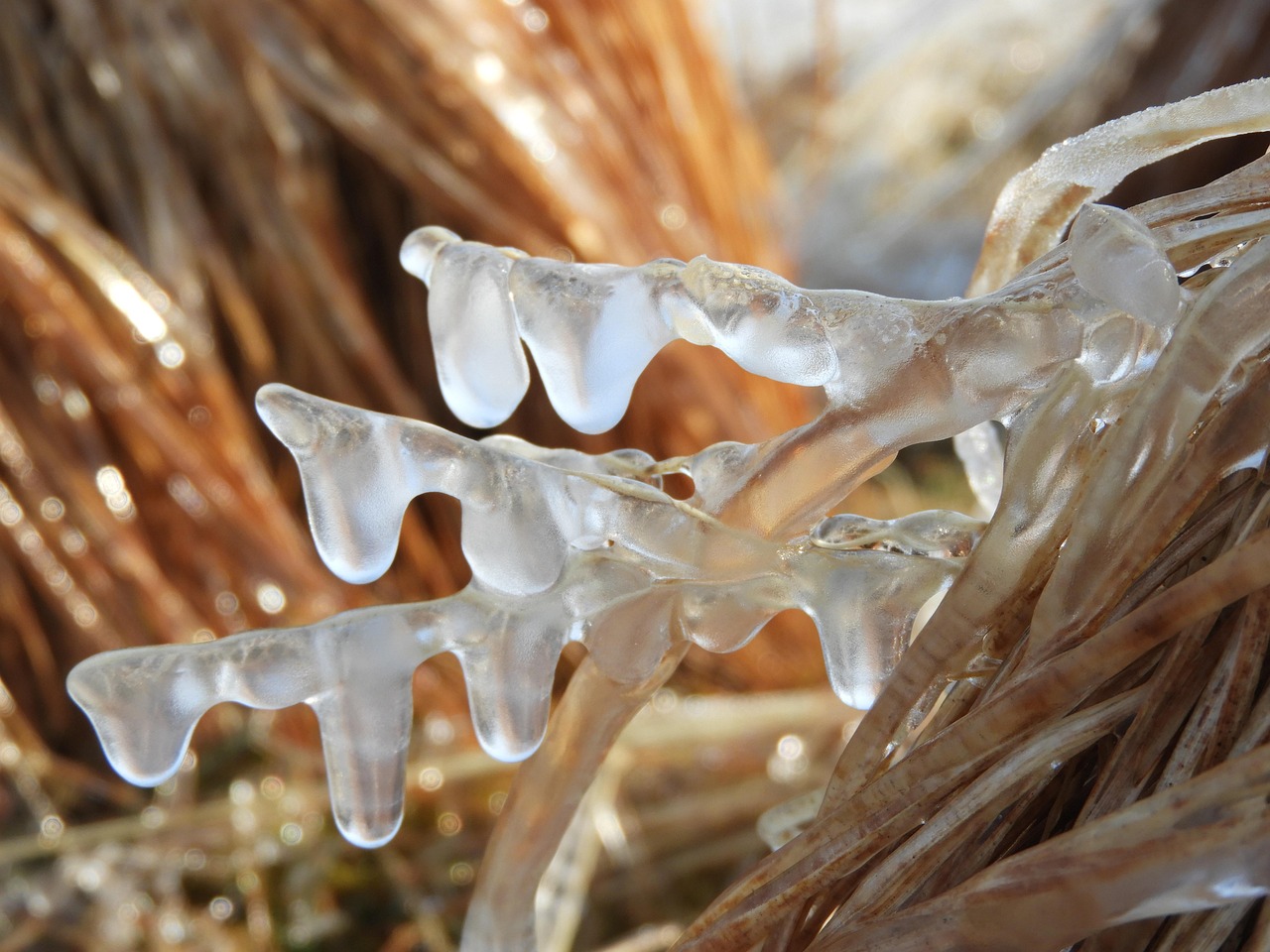 10,000+ Free Freezing Rain & Nature Images - Pixabay