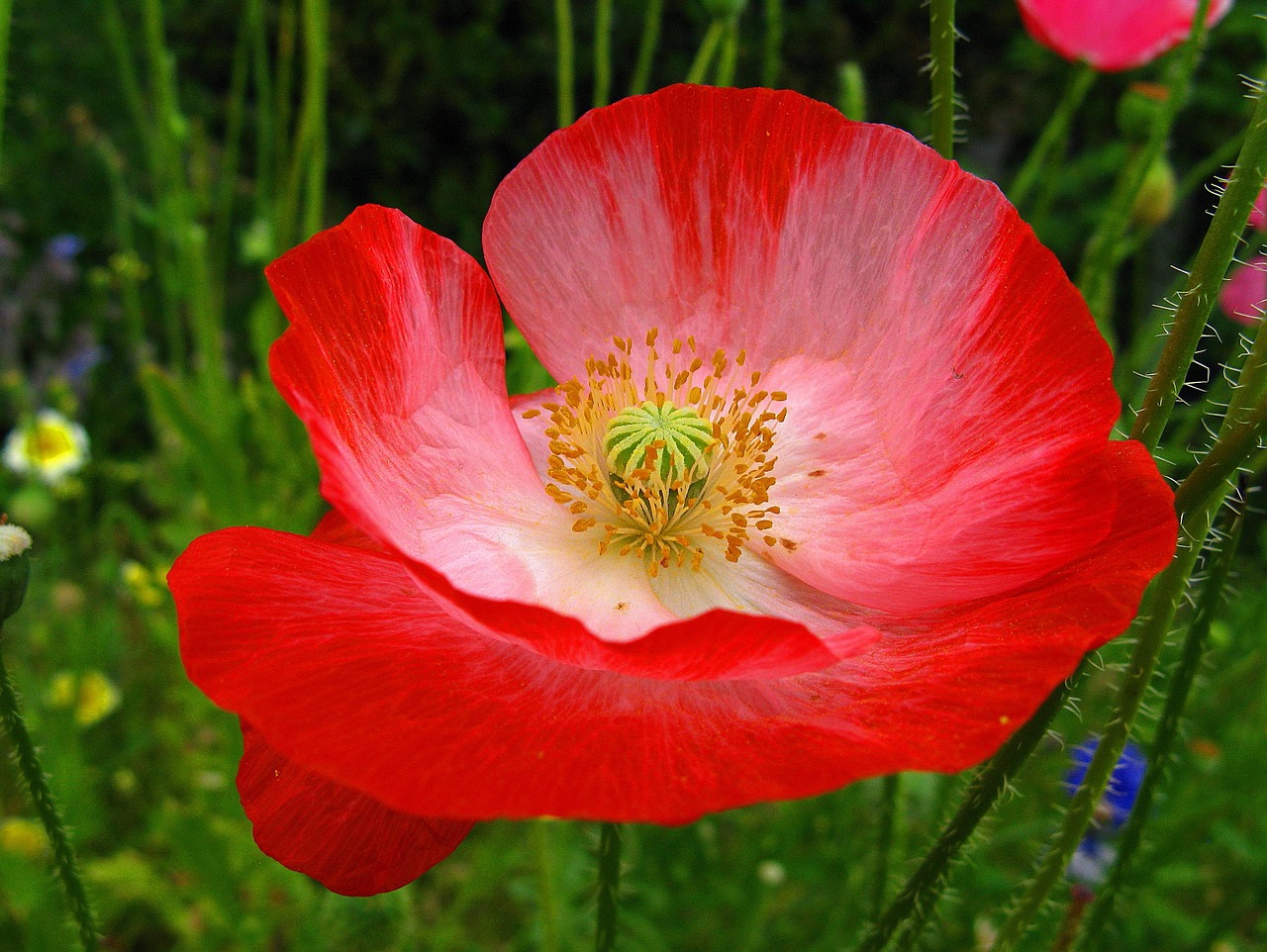 Bunga Poppy Opium - Foto gratis di Pixabay - Pixabay