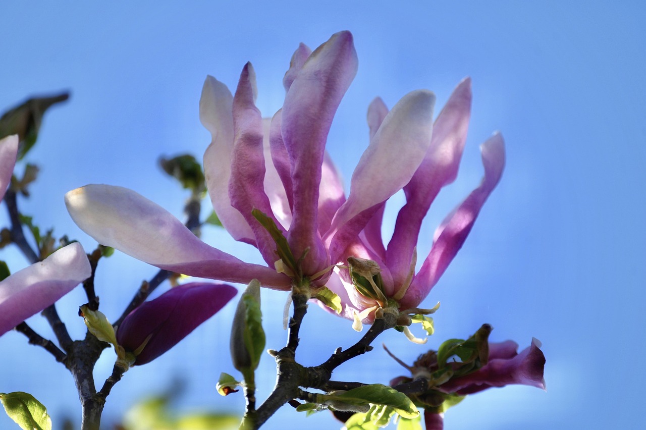 Magnolia Flower - Free photo on Pixabay - Pixabay