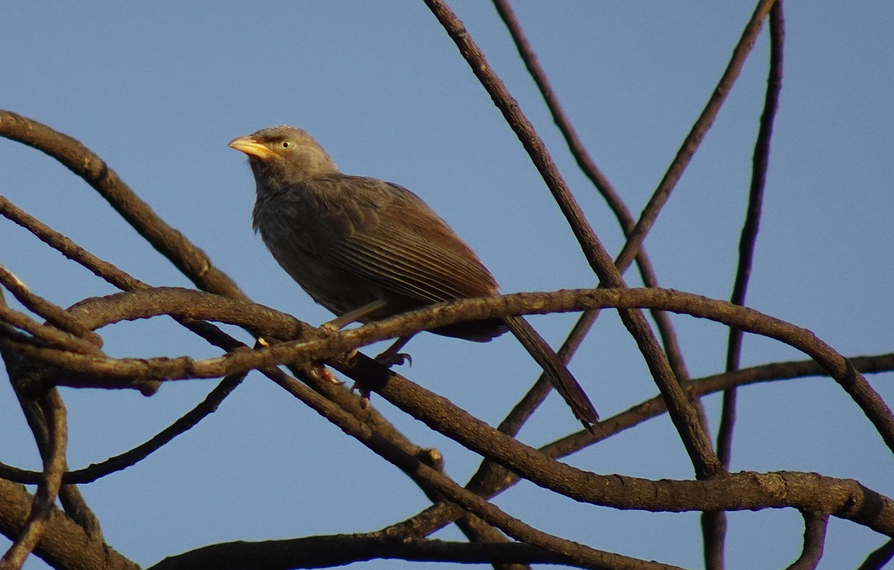 Pájaro Charlatán Balbuceo De La - Foto gratis en Pixabay - Pixabay