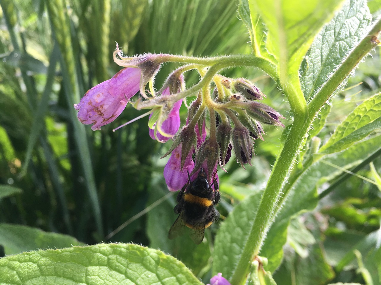 Bumblebee Blossom Bloom - Free photo on Pixabay - Pixabay