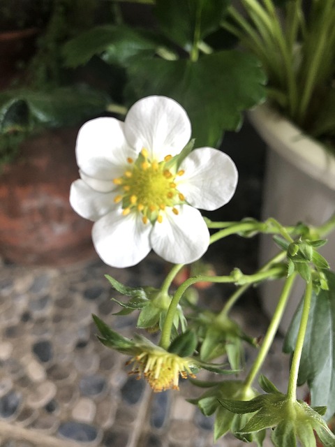Fresa Flor Naturaleza - Foto gratis en Pixabay